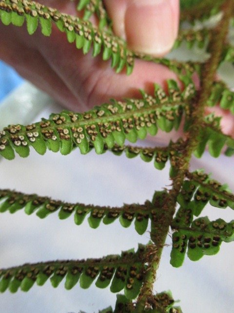 Propagating Ferns from Spores – Suffolk Plant Heritage