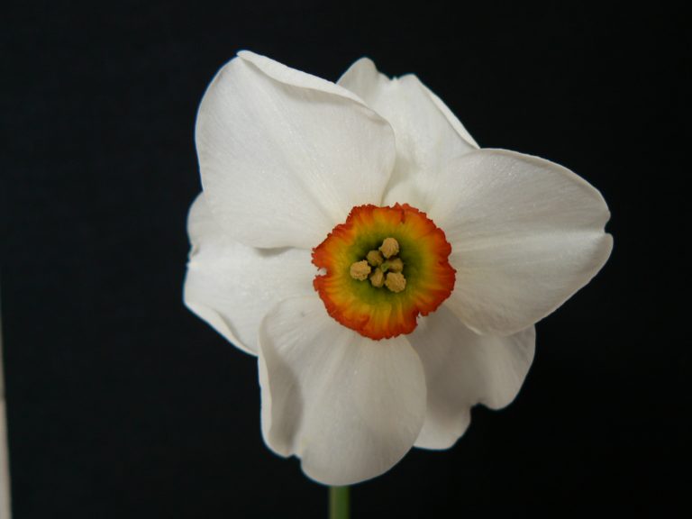 Caedmon – Suffolk Plant Heritage