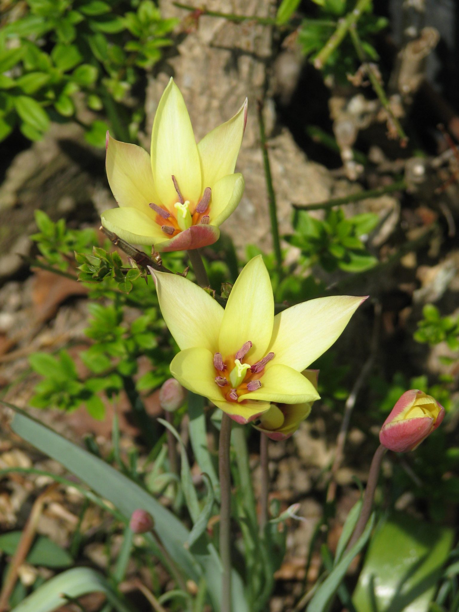 Tulipa_clusiana_Cynthia_-_Flickr_-_peganum_(1) (1) – Suffolk Plant Heritage